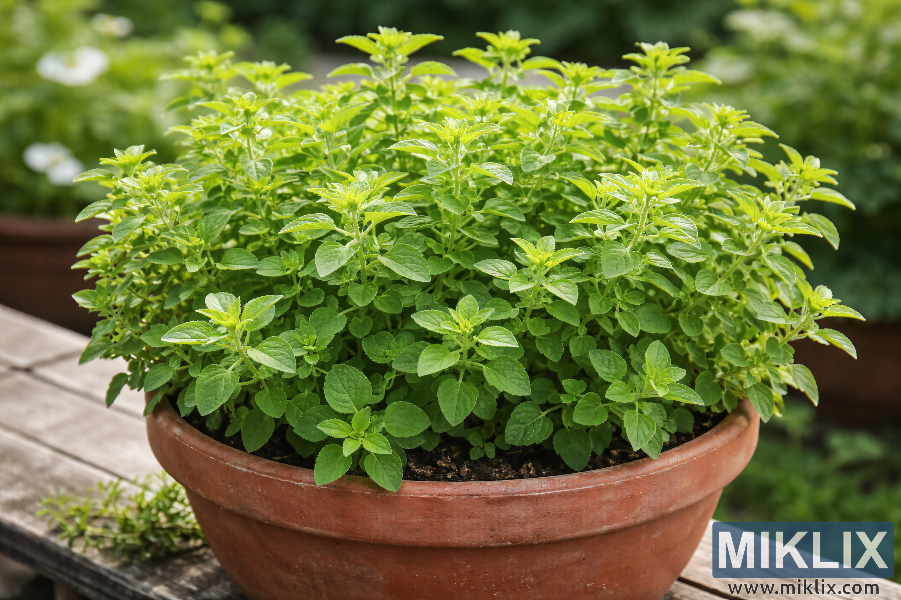 Image: Greek Oregano Growing in a Terracotta Container - Miklix
