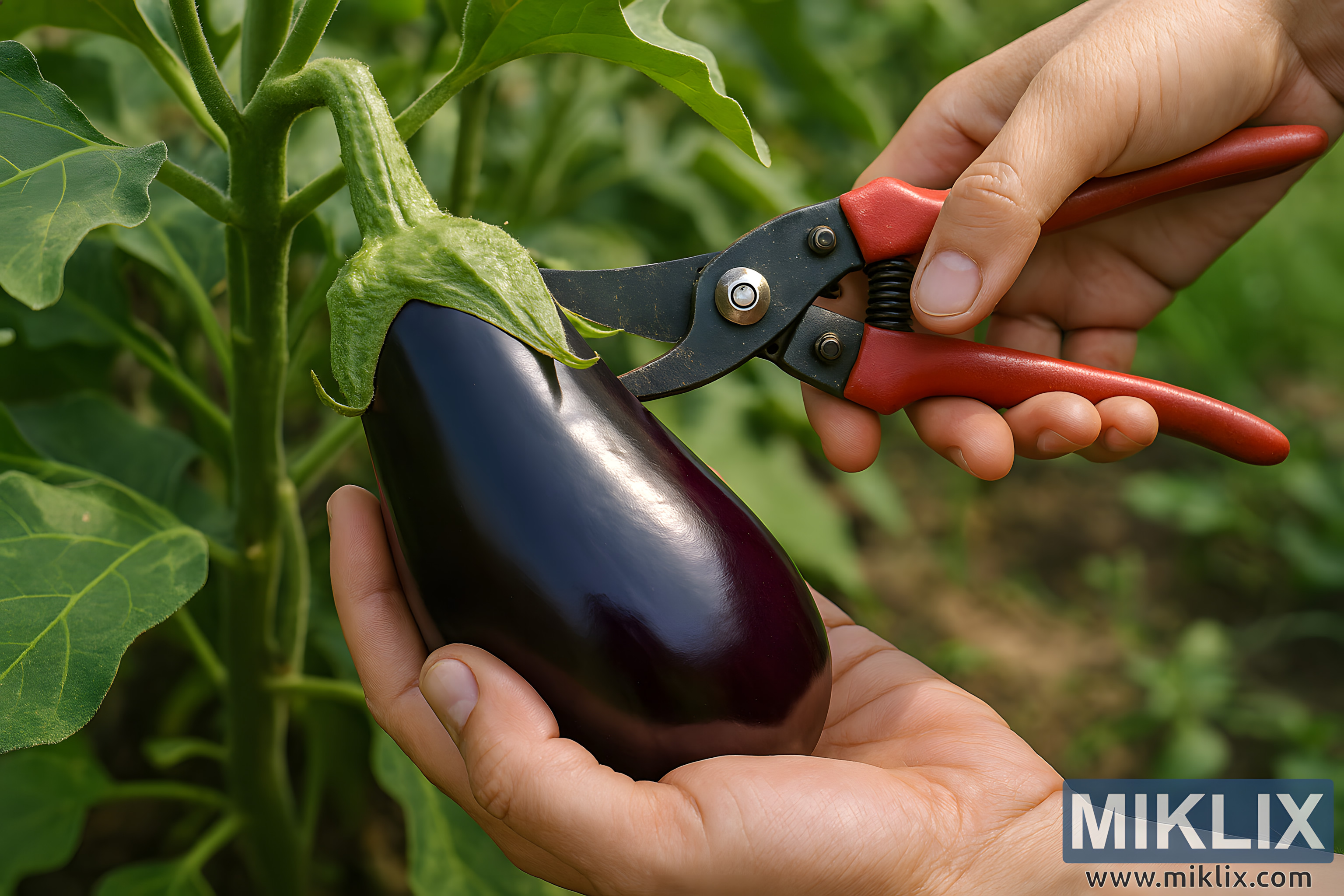 Image: Harvesting a Ripe Eggplant with Shears - Miklix