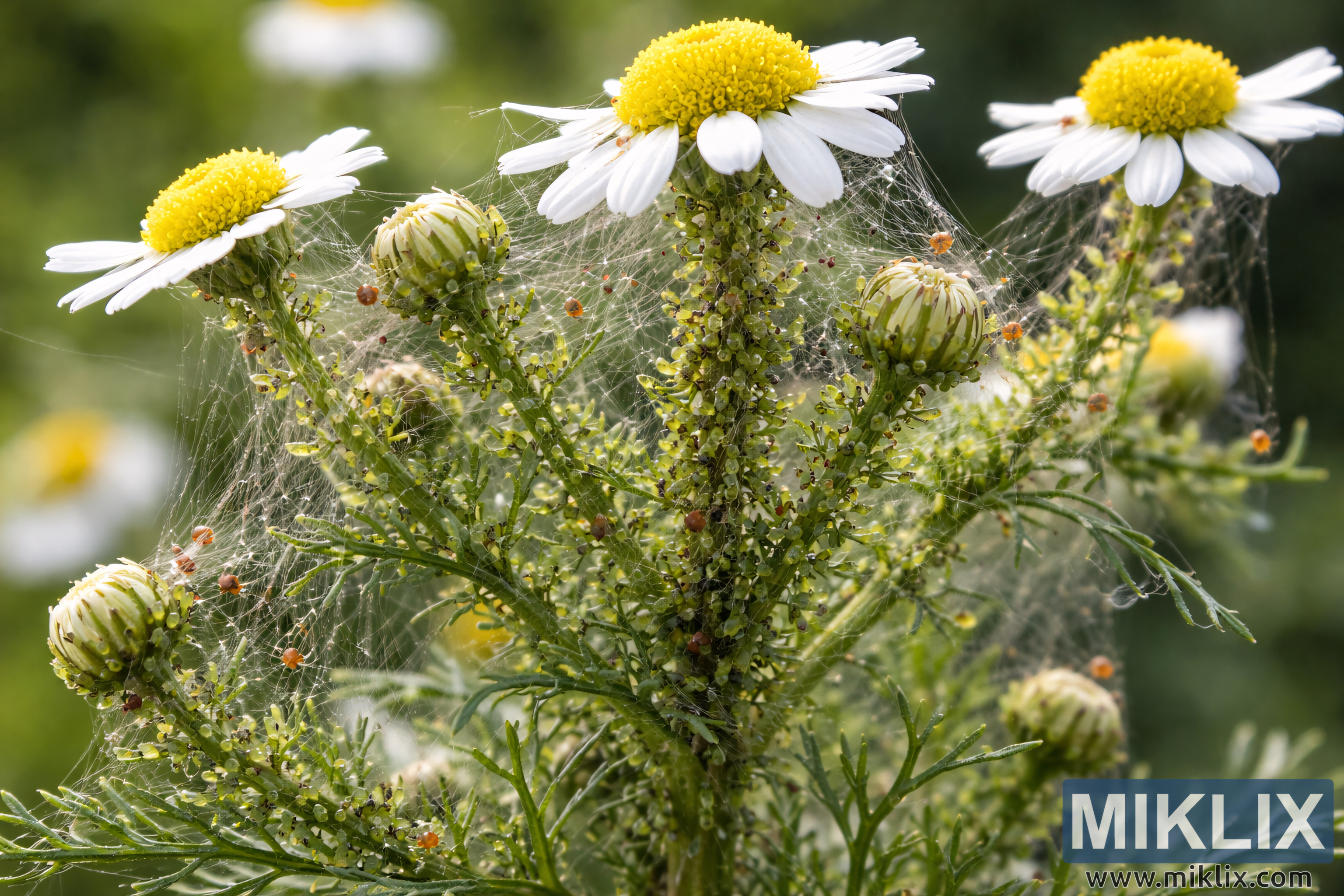 Image: Chamomile Plant Severely Infested with Aphids and Spider Mites ...