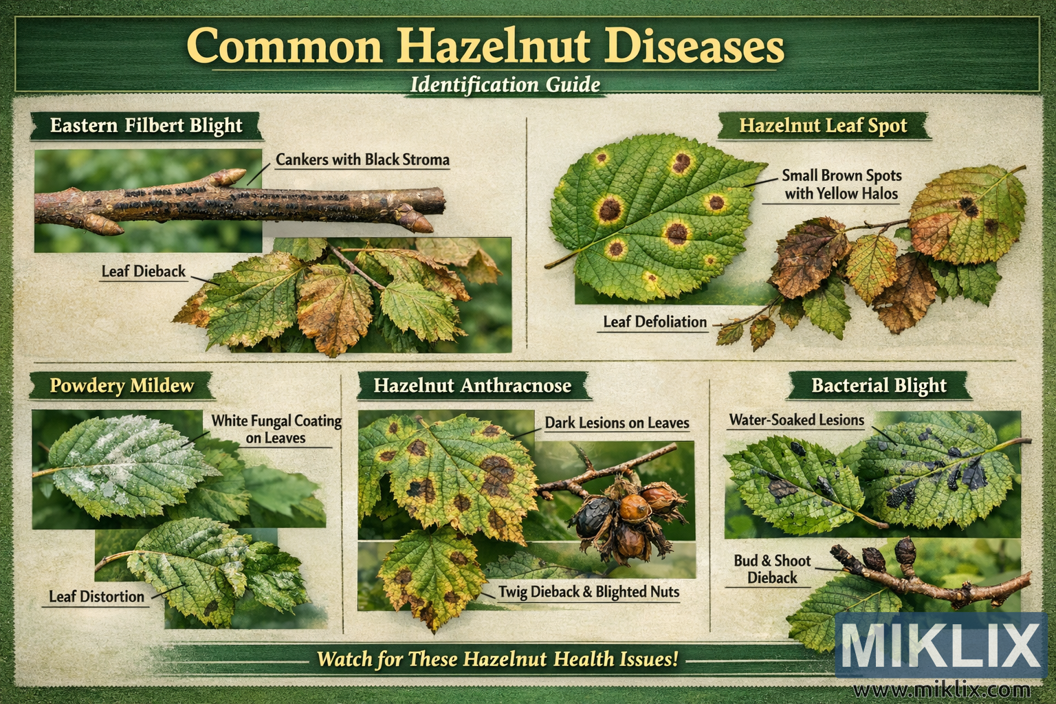 Image: Common Hazelnut Diseases Identification Guide - Miklix