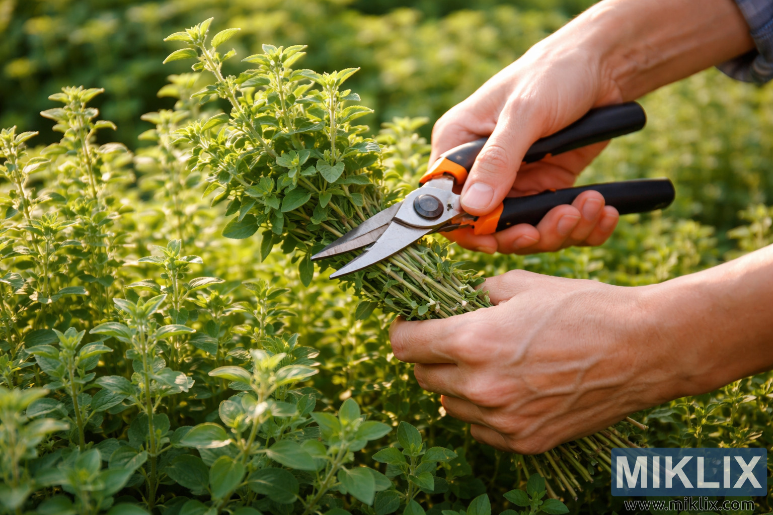 Image: Harvesting Oregano by Hand - Miklix