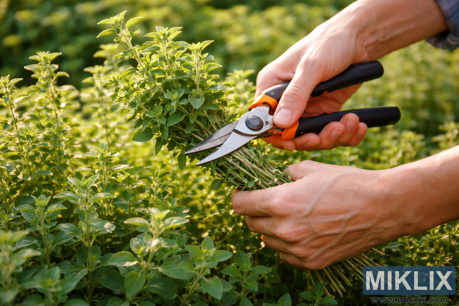 Image: Harvesting Oregano by Hand - Miklix