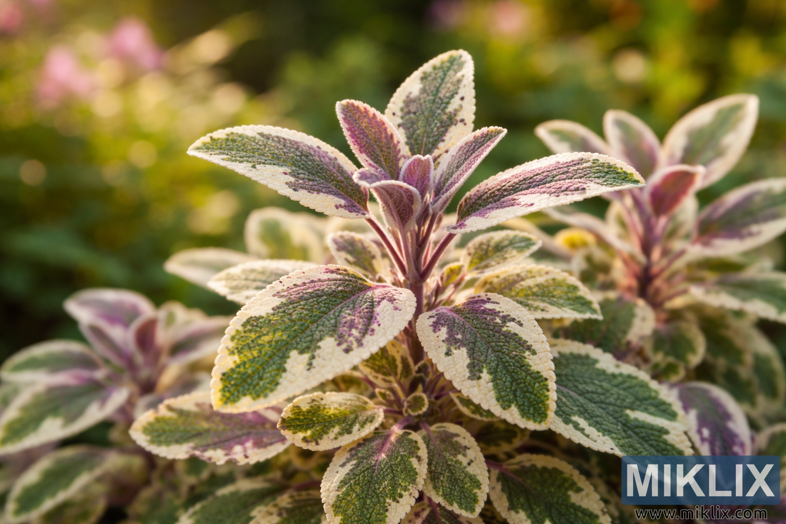 Image: Sauge tricolore ensoleillée en fleurs - Miklix