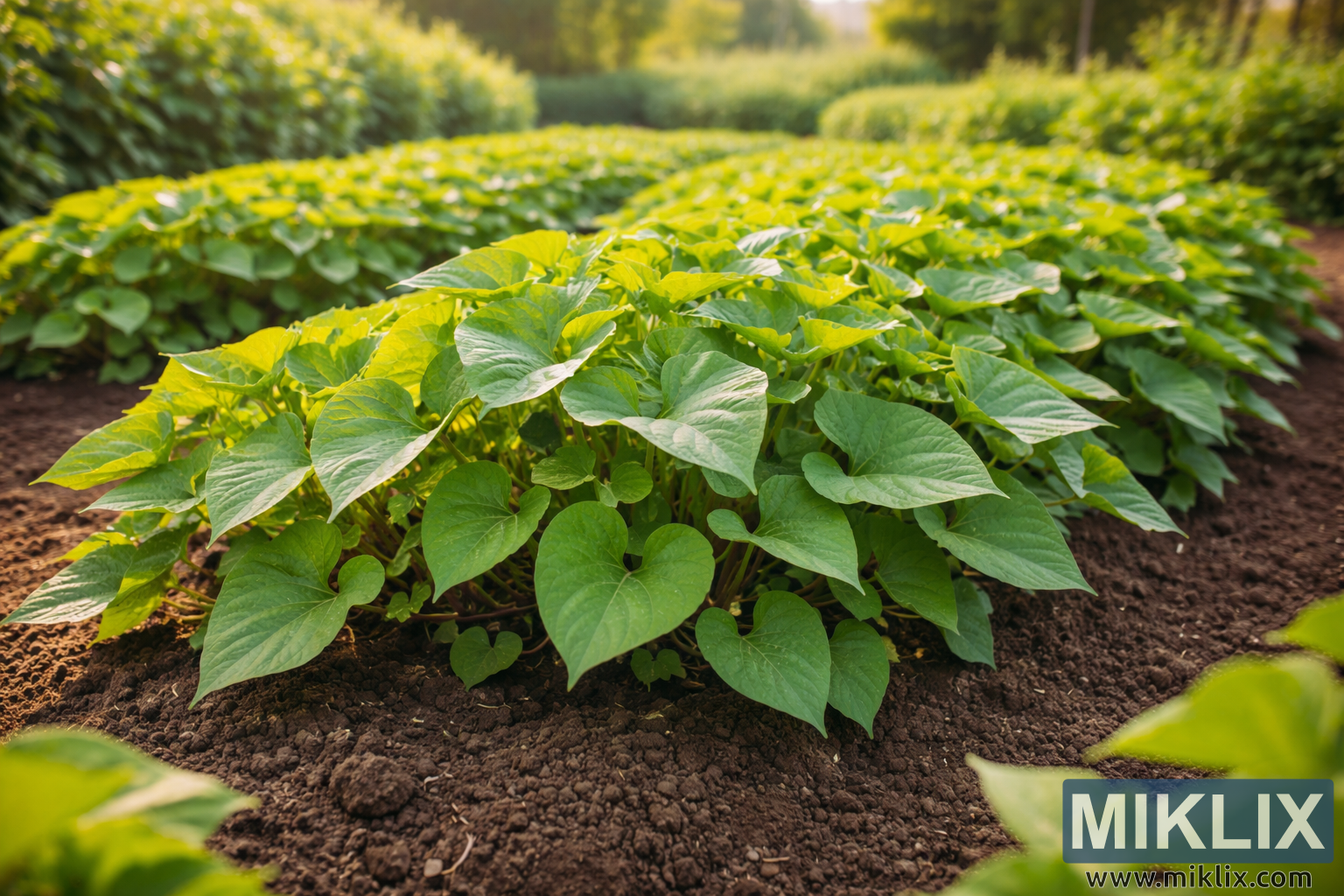 Image: Healthy Sweet Potato Vines in a Sunlit Garden - Miklix