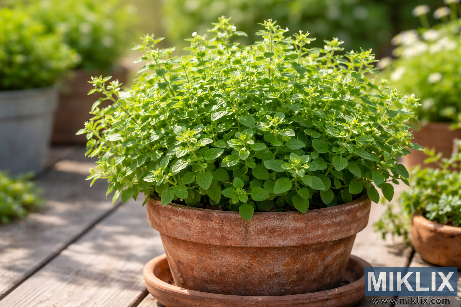 Image: Italian Oregano Growing in a Terracotta Container - Miklix