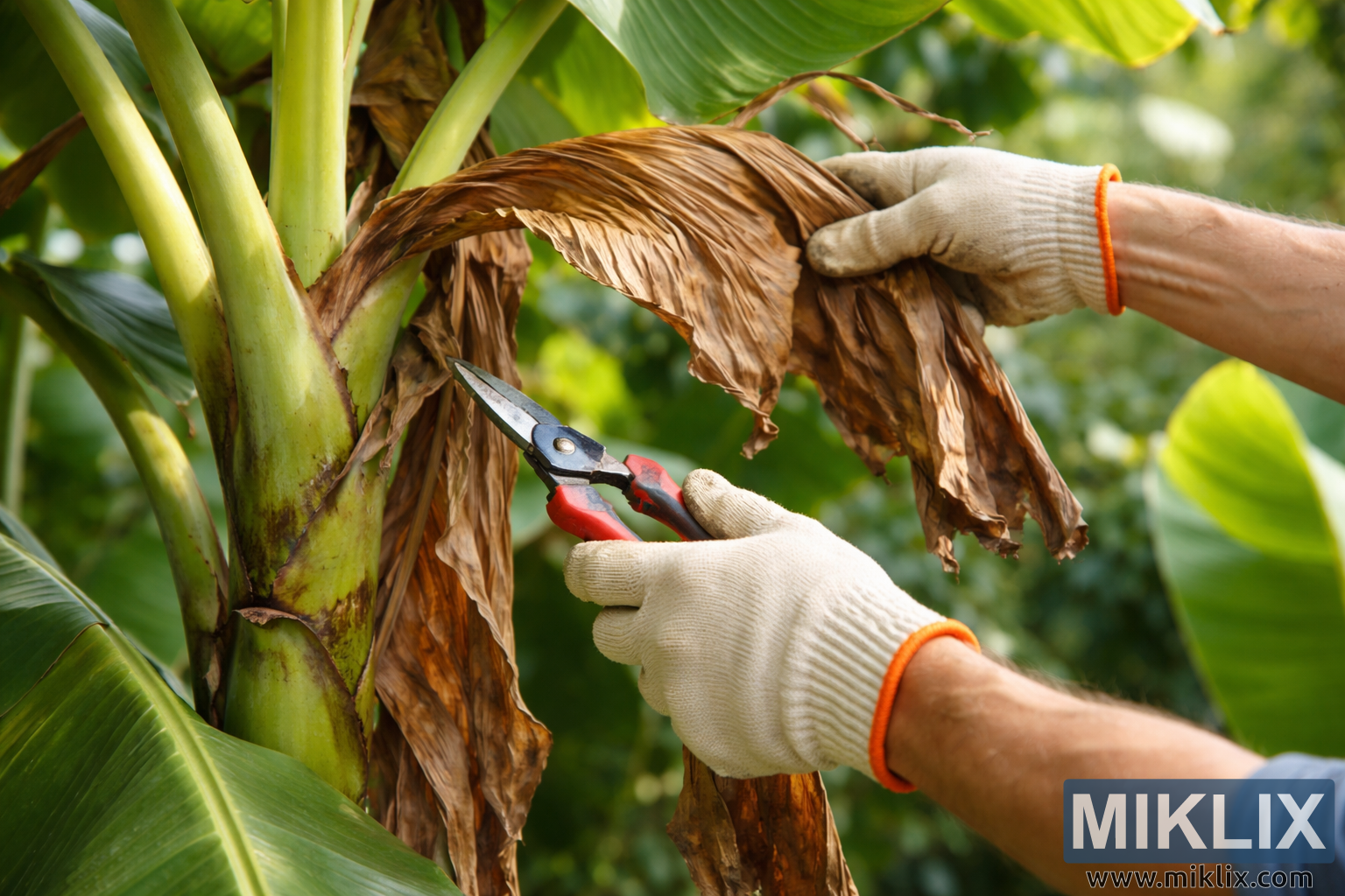 Image: Pruning Dead Leaves from a Banana Plant - Miklix