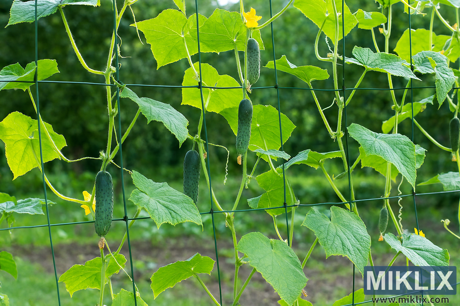 Image: Cucumber Vines on Vertical Garden Trellis - Miklix