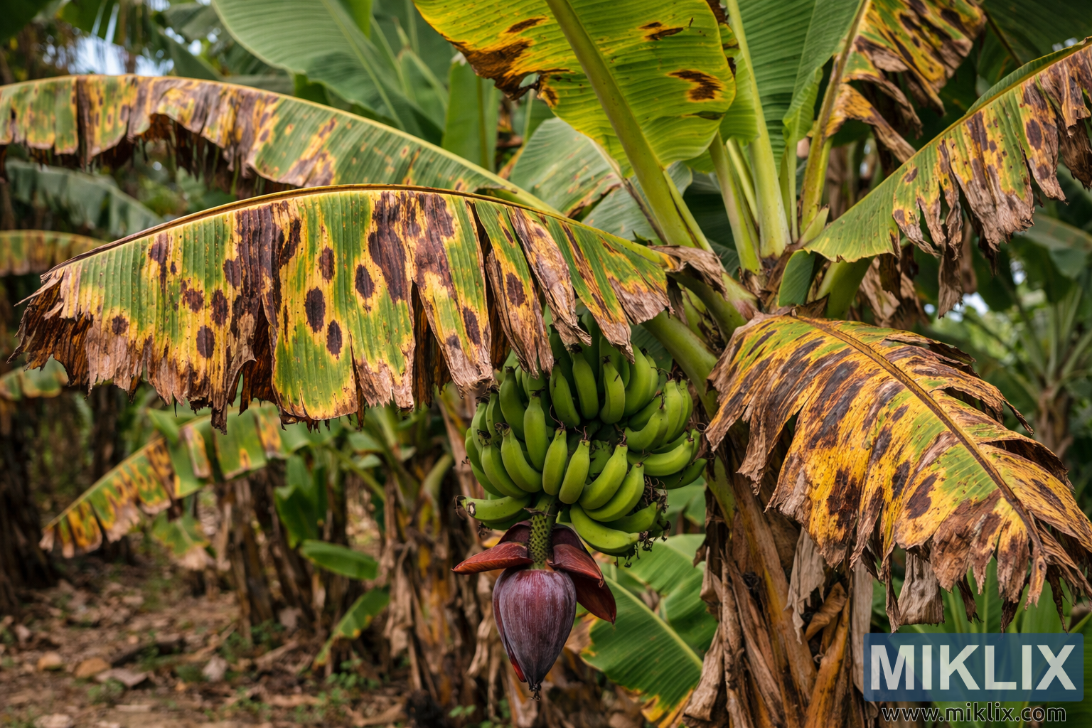 Image: Banana Plant Affected by Sigatoka Leaf Spot Disease - Miklix