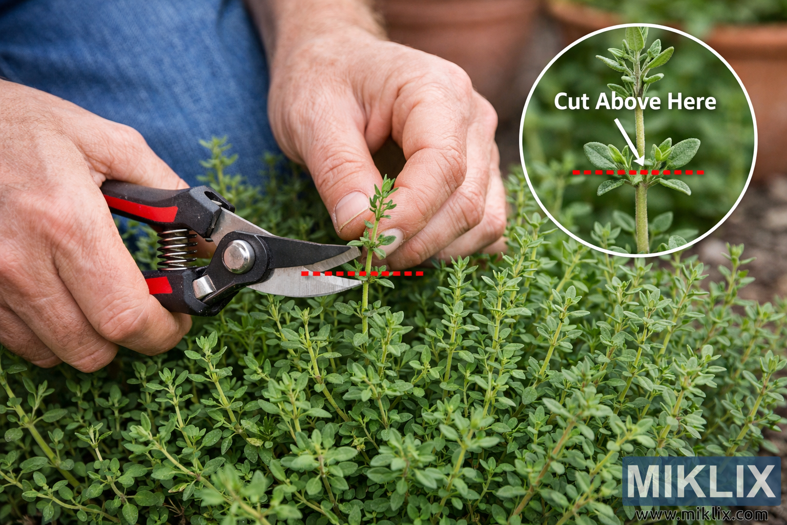 Image: Proper Pruning Technique for Thyme Plants - Miklix