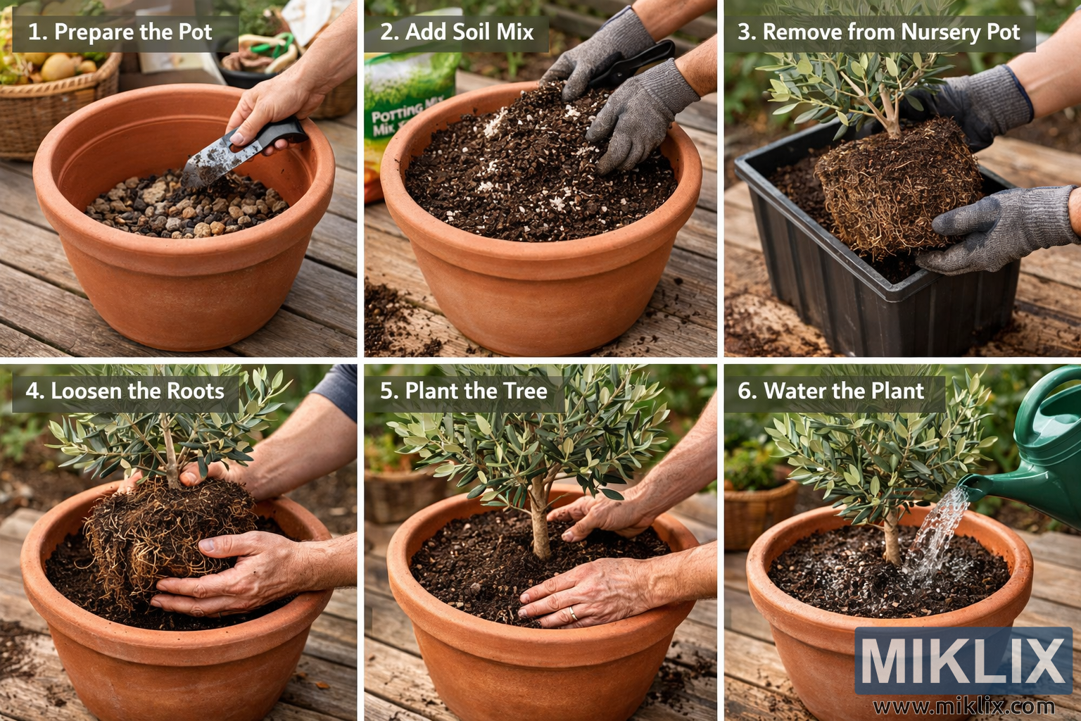 Image : Guide étape par étape pour planter un olivier en pot - Miklix