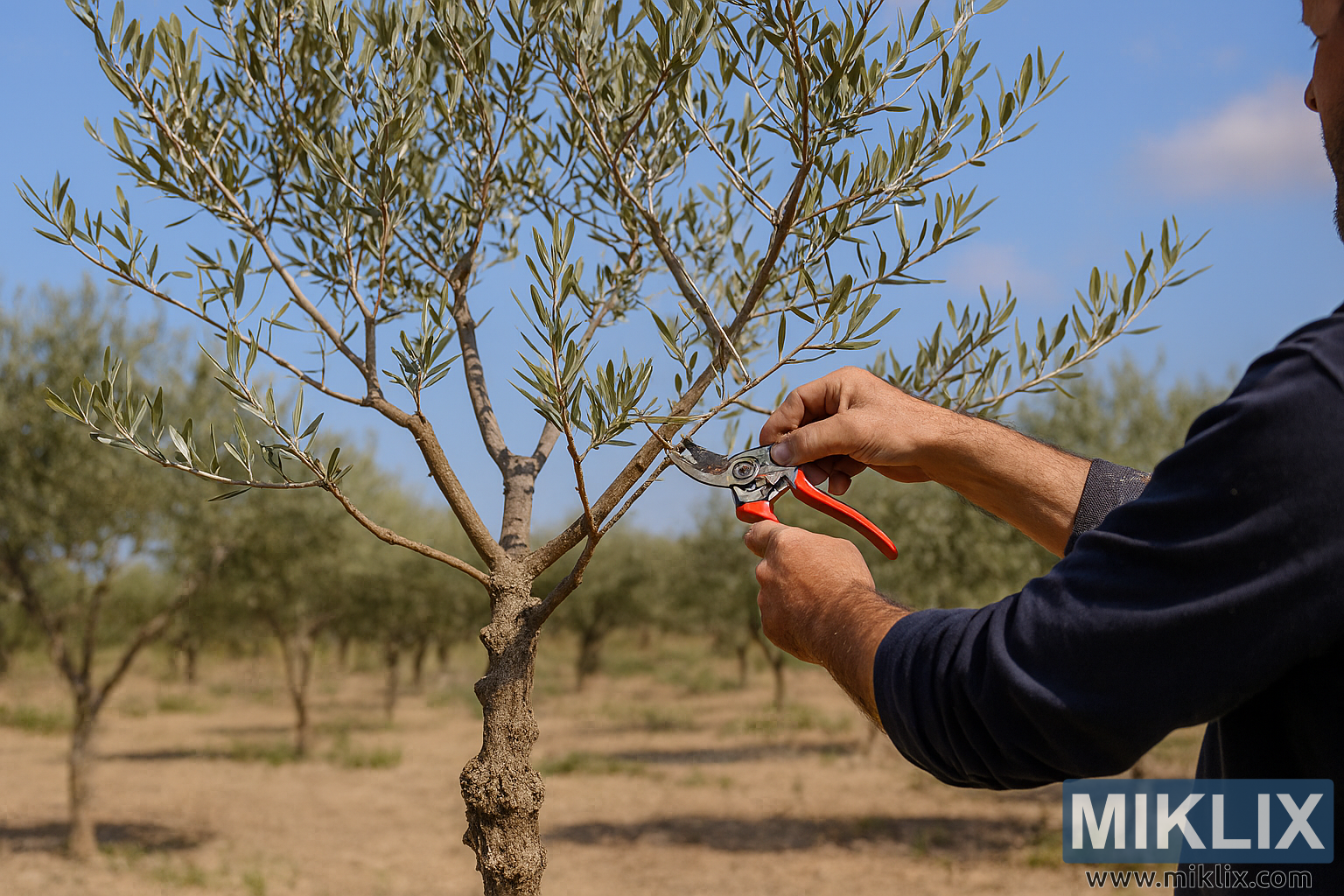 Image: Pruning an Olive Tree for Open Center Shape - Miklix