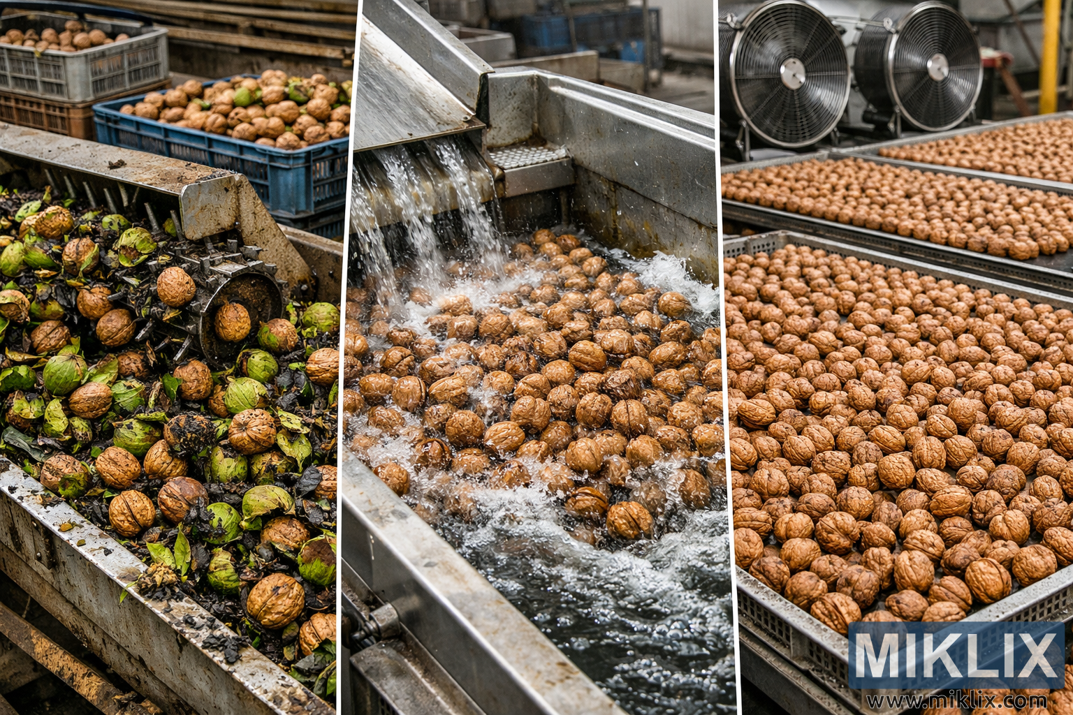 Image: Industrial Walnut Processing Stages - Miklix