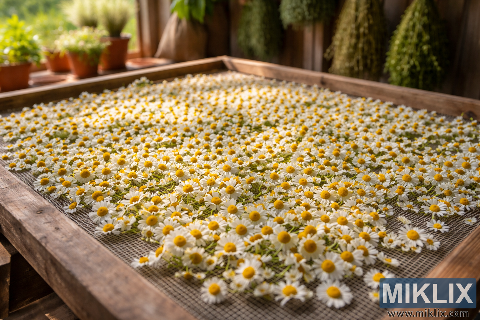 Image: Chamomile Flowers Drying on a Ventilated Screen - Miklix