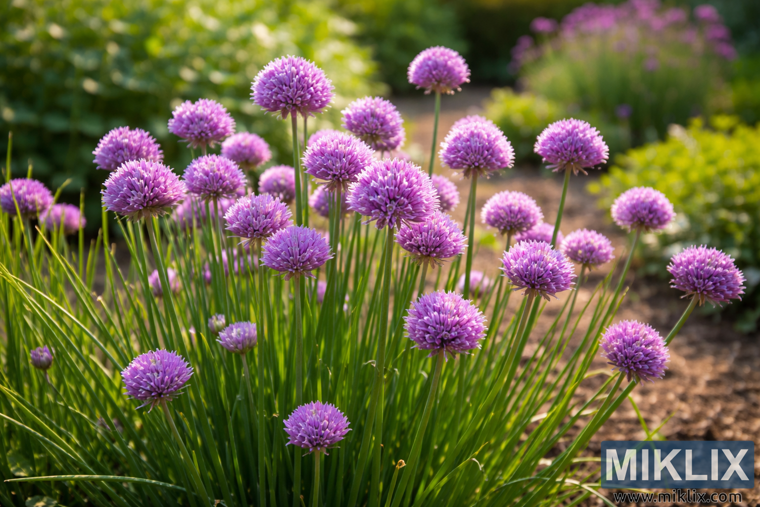 A Guide to Growing Chives in Your Own Garden - Miklix