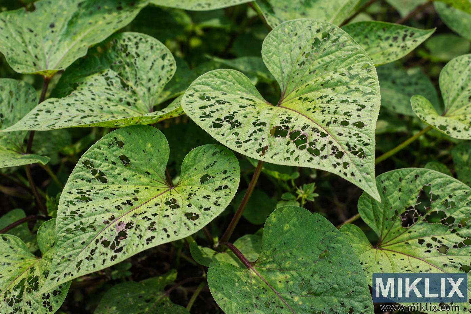 Image: Sweet Potato Leaves Showing Flea Beetle Damage - Miklix