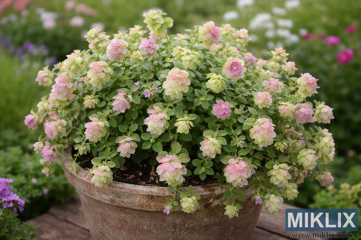 Image: Ornamental Oregano in a Rustic Container - Miklix