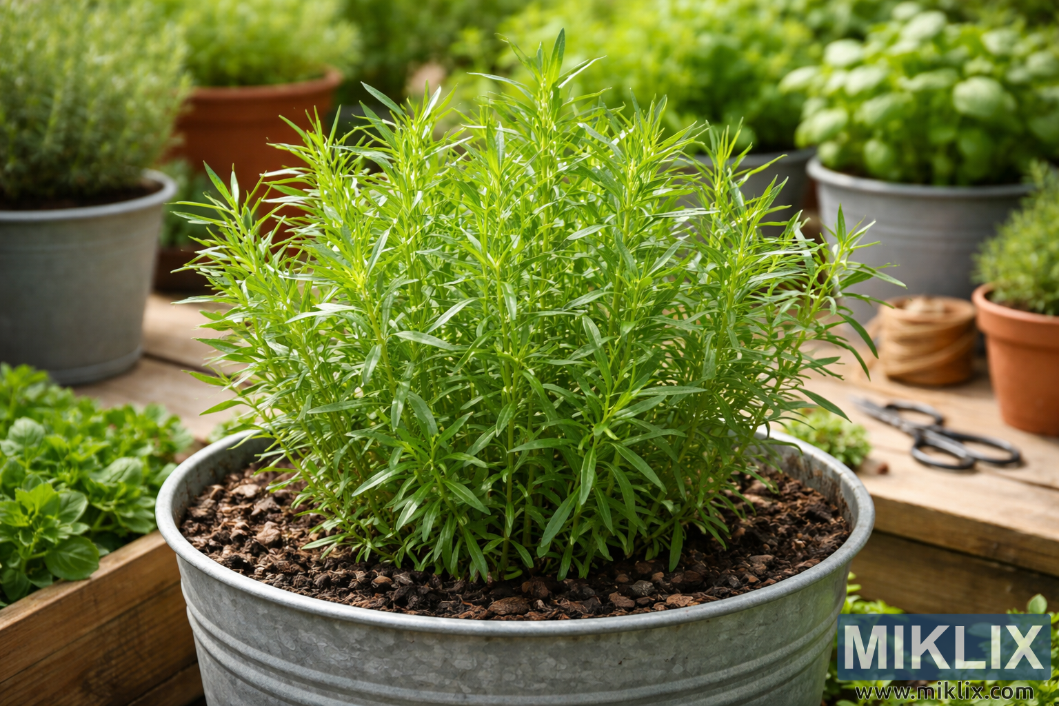 Image: Healthy Tarragon Thriving in a Container Garden - Miklix