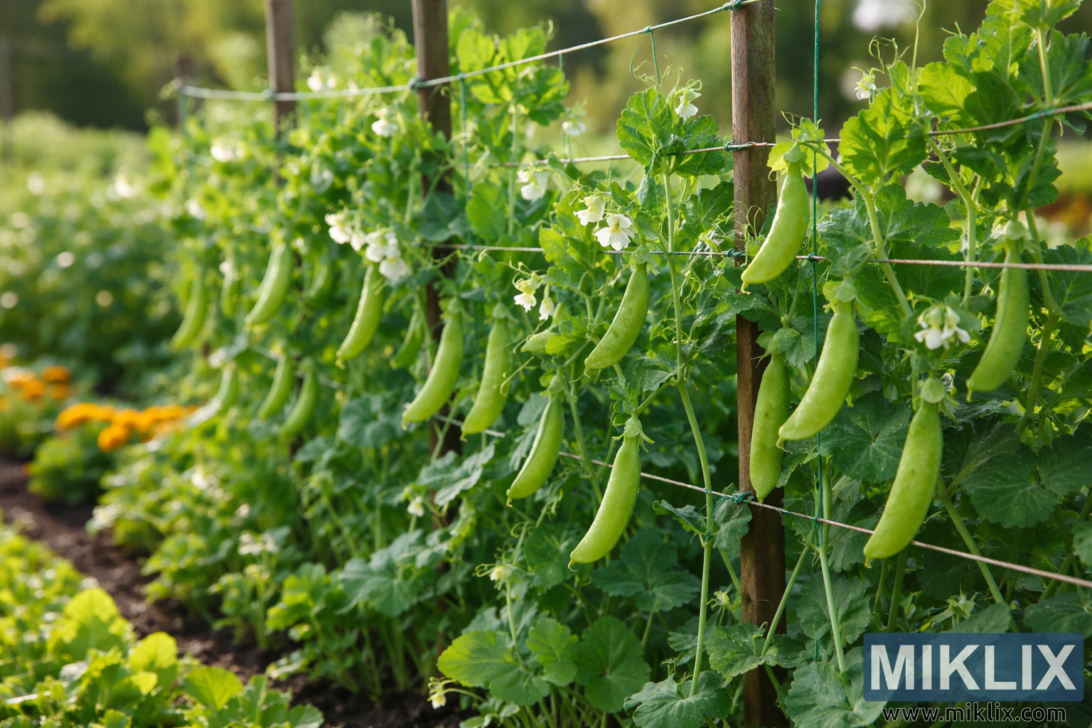 Image: Snow Peas Growing on a Garden Trellis - Miklix