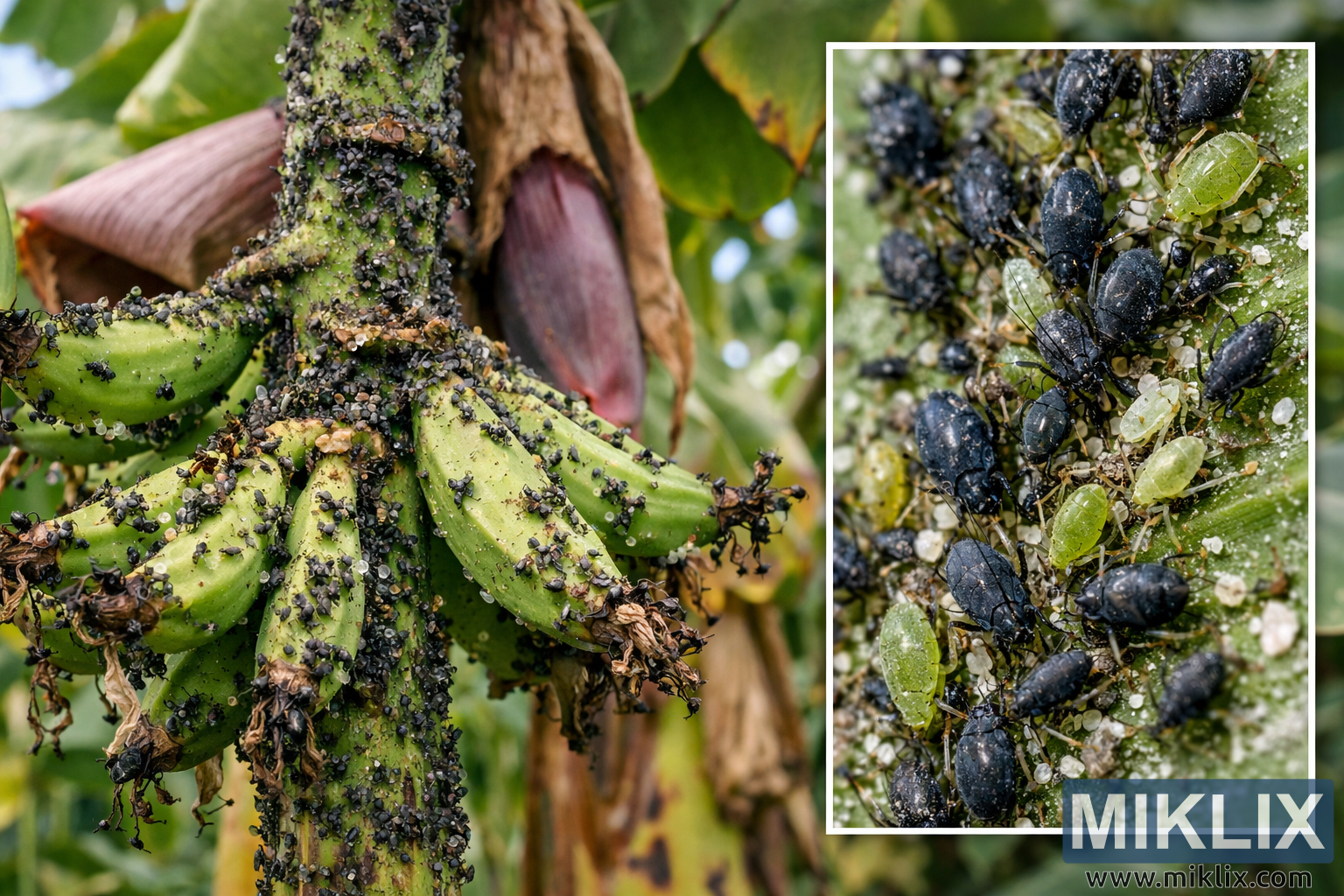Image: Banana Plant Infested With Aphids - Miklix