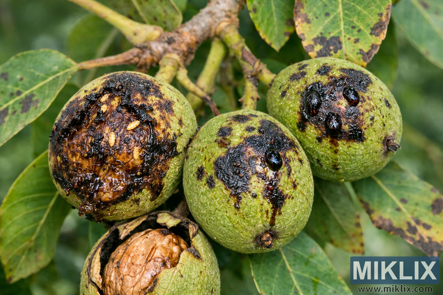 Image: Walnut Husk Fly Damage and Walnut Blight Symptoms on Green ...
