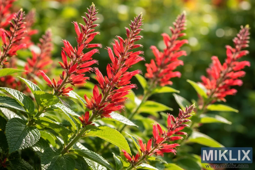 Imagem: Flores de Sálvia Ananás Iluminadas pelo Sol - Miklix
